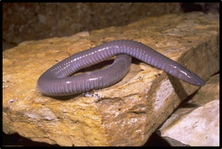 Amphibians (Frogs and Salamanders) - Wize University Biology Textbook ...