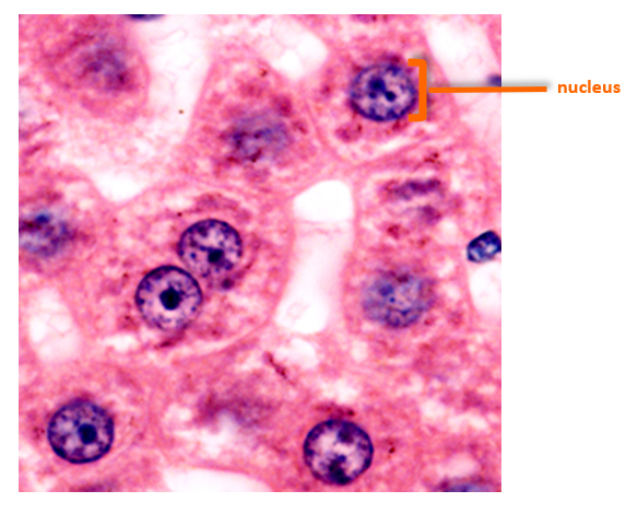 Nucleus - Wize Grade 12 Biology Textbook | Wizeprep