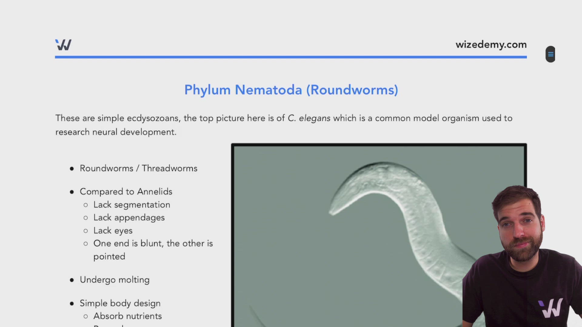 Nematodes (Roundworms) - Wize University Biology Textbook | Wizeprep