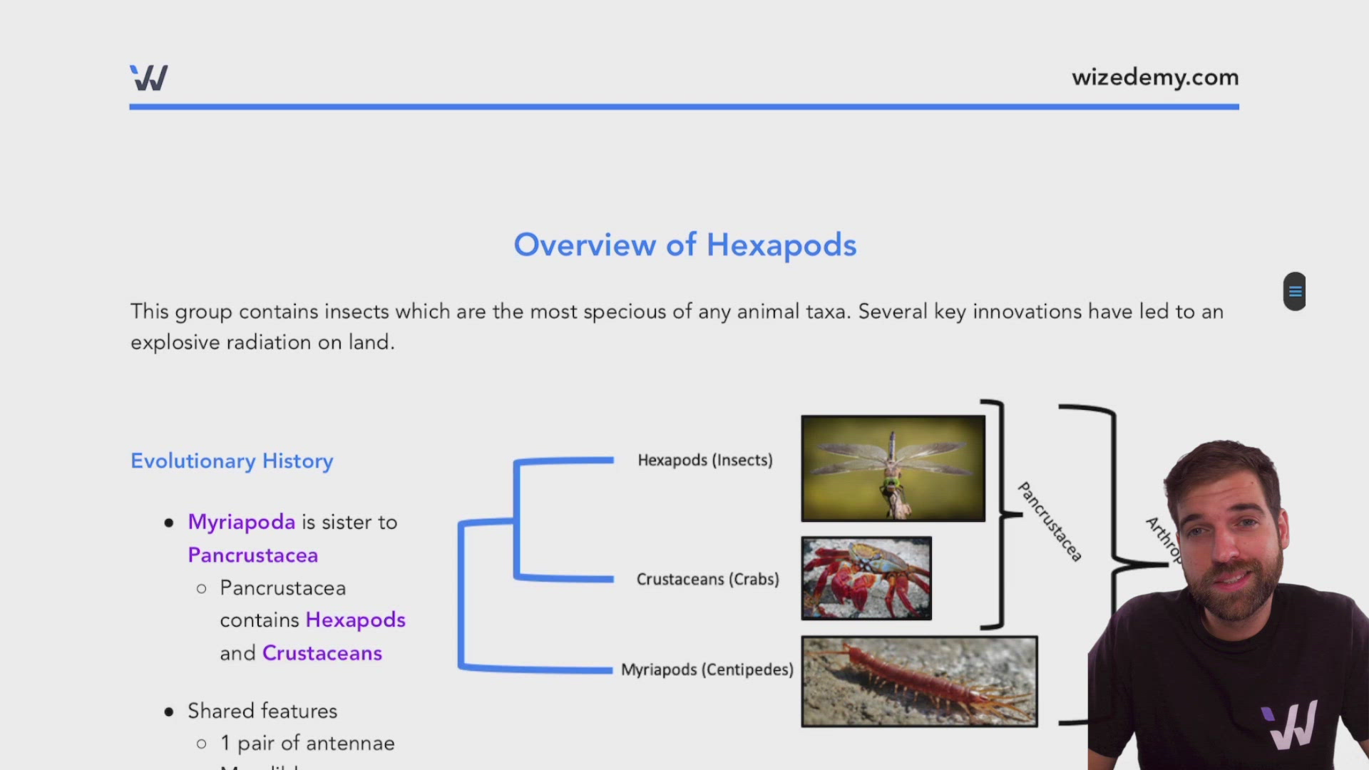 Arthropoda: Hexapods (Insects) - Wize University Biology Textbook ...