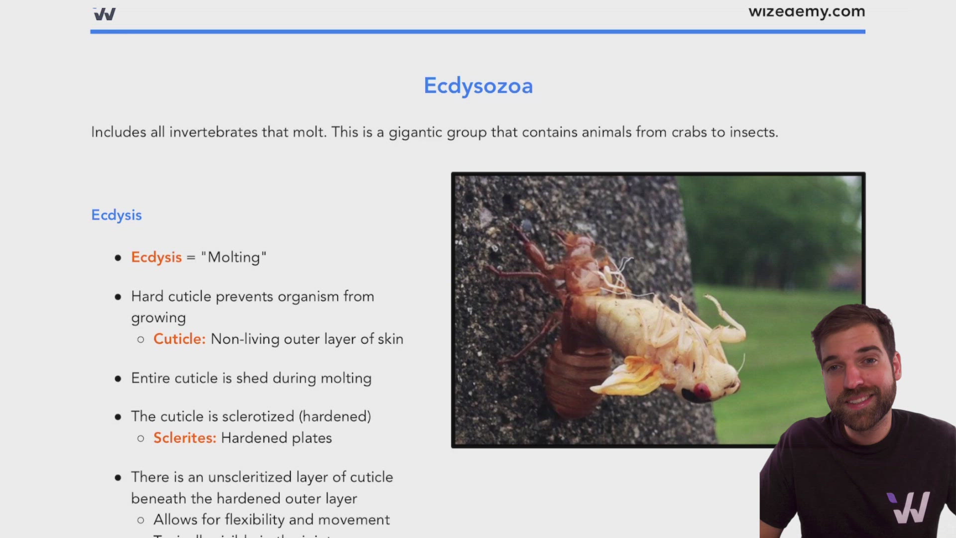 Overview of Ecdysis (Molting) - Wize University Biology Textbook | Wizeprep