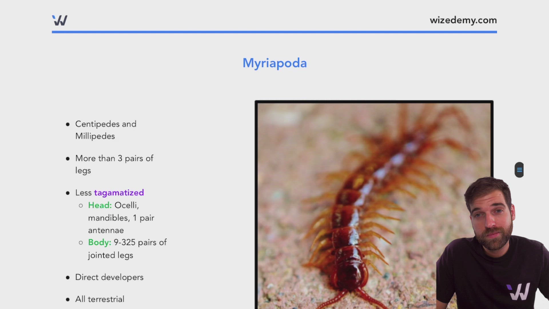 Arthropoda: Myriapoda (Millipedes and Centipedes) - Wize University ...