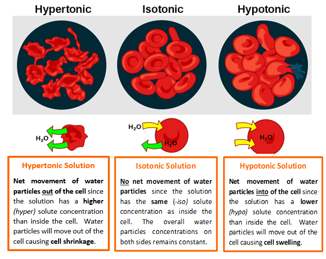Passive Transport: Osmosis - Wize Grade 12 Biology Textbook | Wizeprep