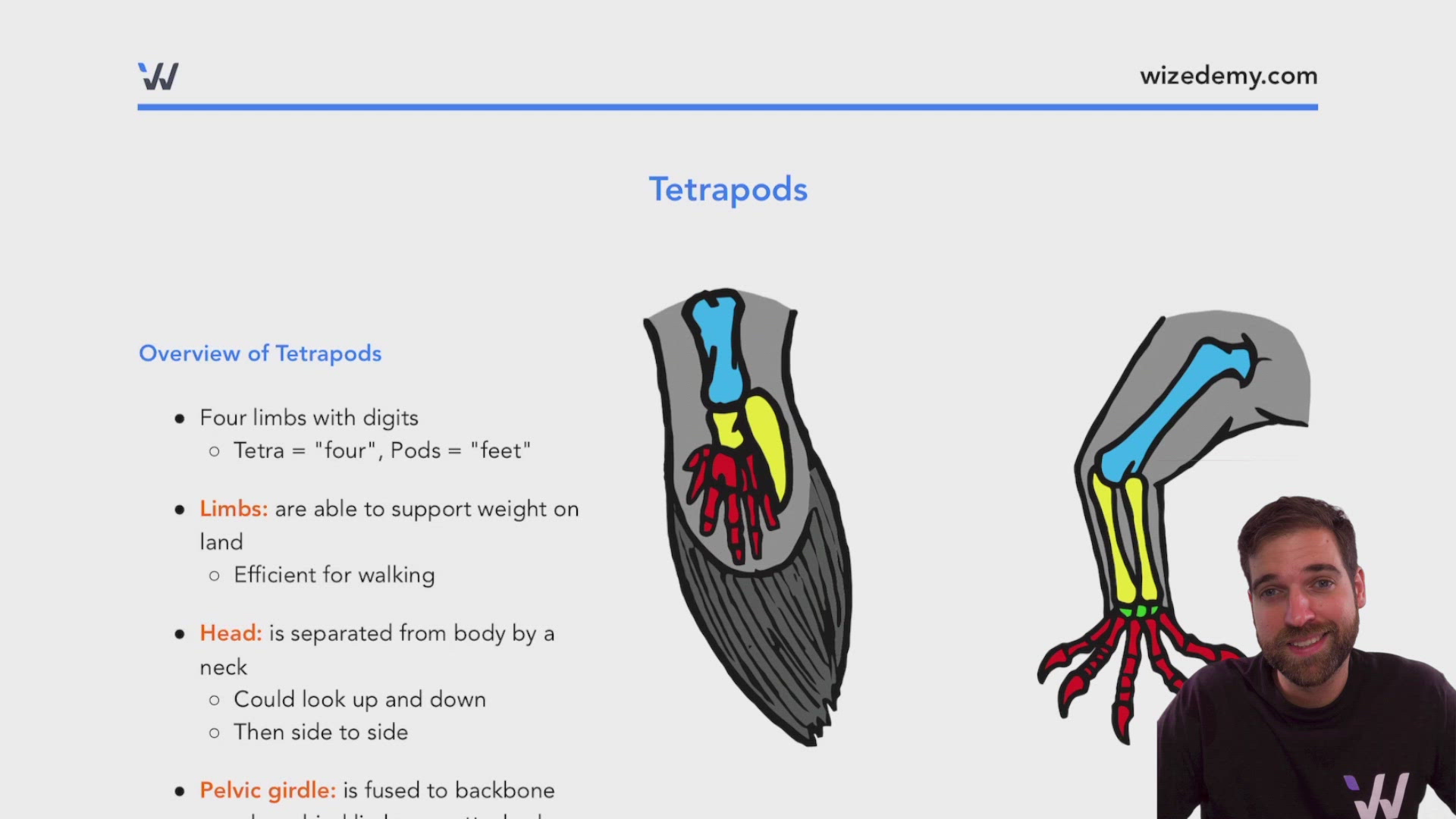 Overview of Tetrapods - Wize University Biology Textbook | Wizeprep