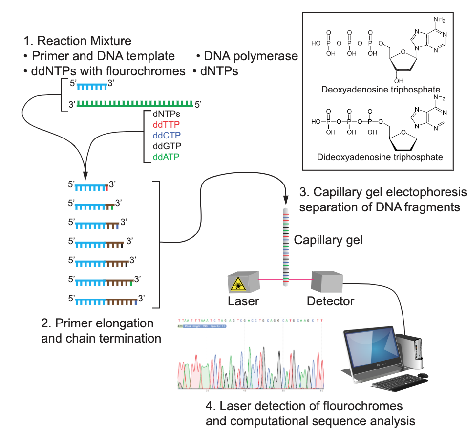 Whole Genome Sequencing - Wize University Biology Textbook | Wizeprep