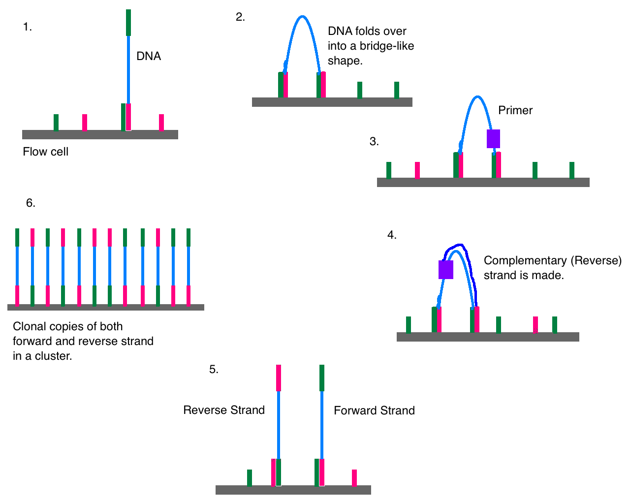 Whole Genome Sequencing - Wize University Biology Textbook | Wizeprep