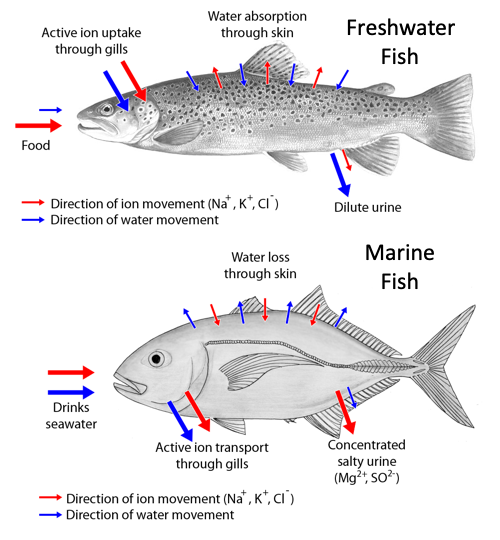 Osmoregulation - Wize University Biology Textbook | Wizeprep