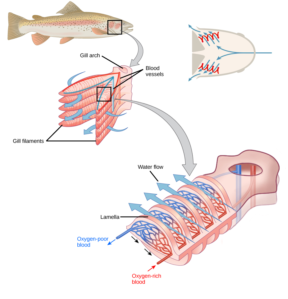 Respiration - Wize University Biology Textbook | Wizeprep