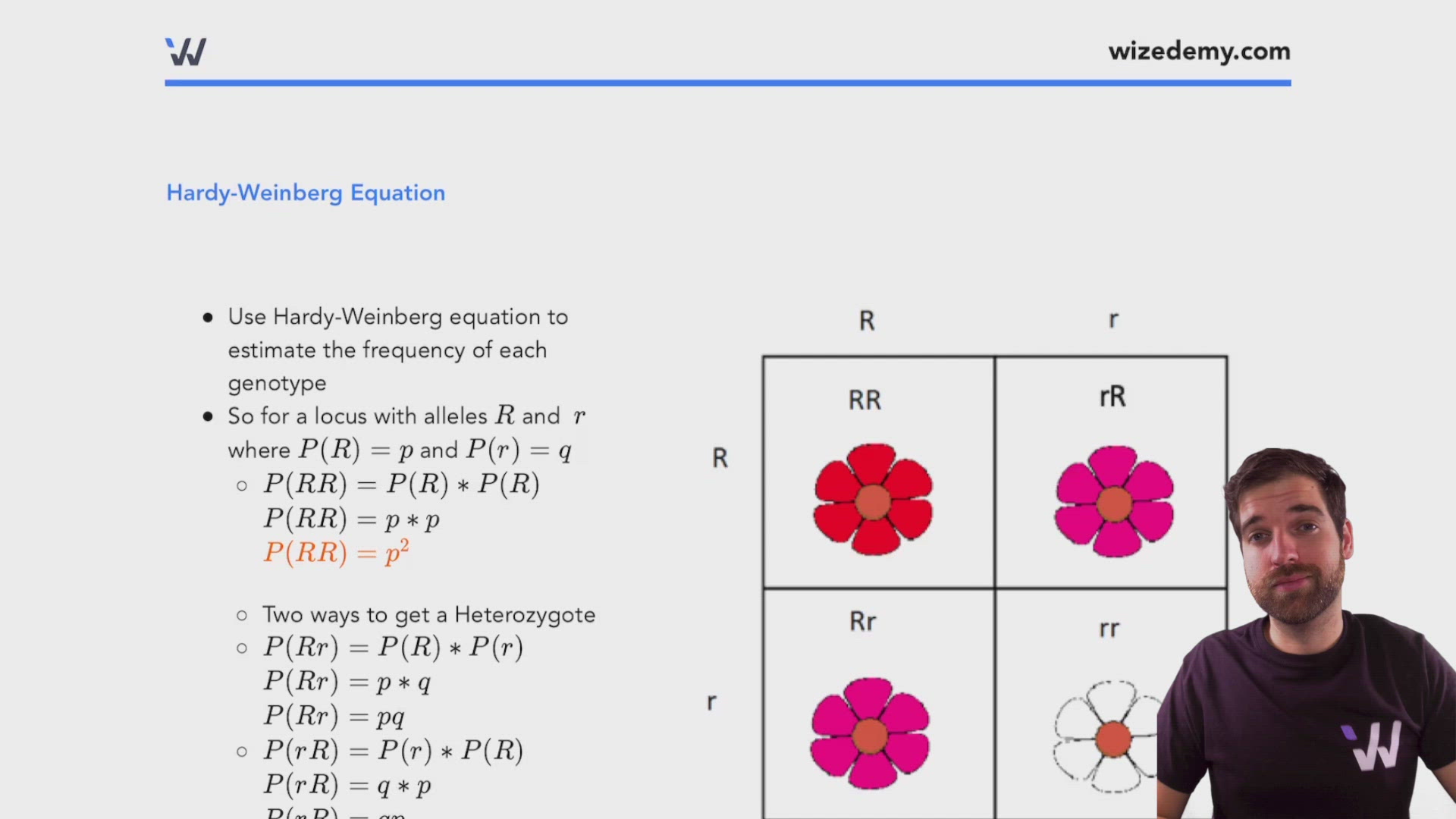Hardy-Weinberg Equation - Wize University Biology Textbook | Wizeprep