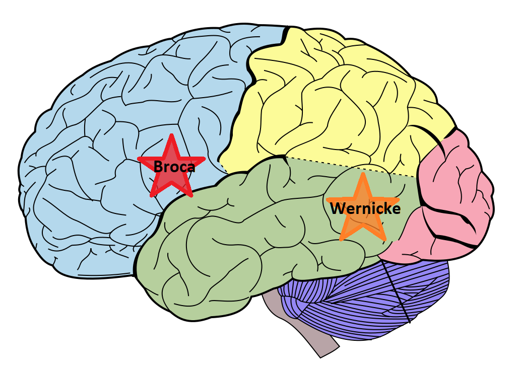 Language & The Brain - Wize University Psychology Textbook | Wizeprep