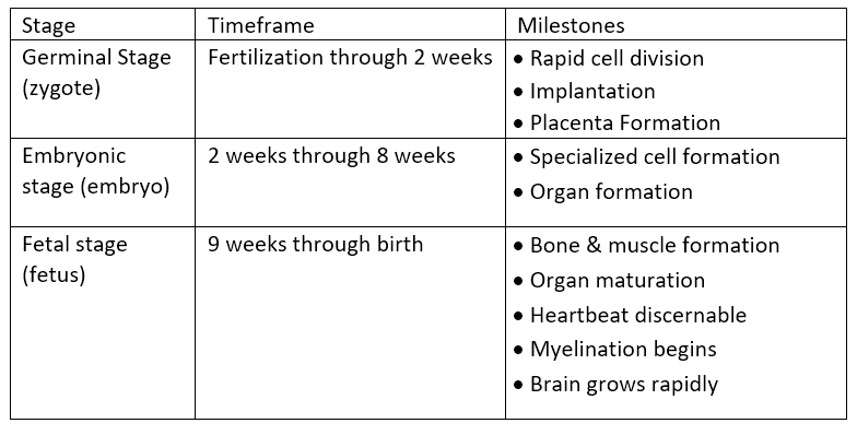 Prenatal Development & The Prenatal Environment - Wize University ...