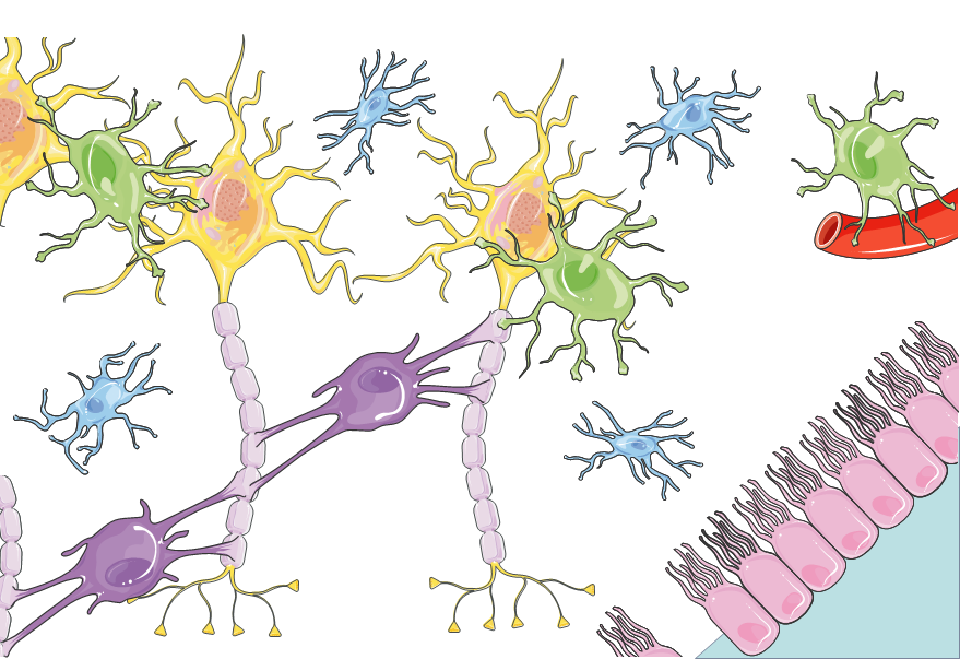 Types of Cells in the Brain - Wize University Psychology Textbook ...