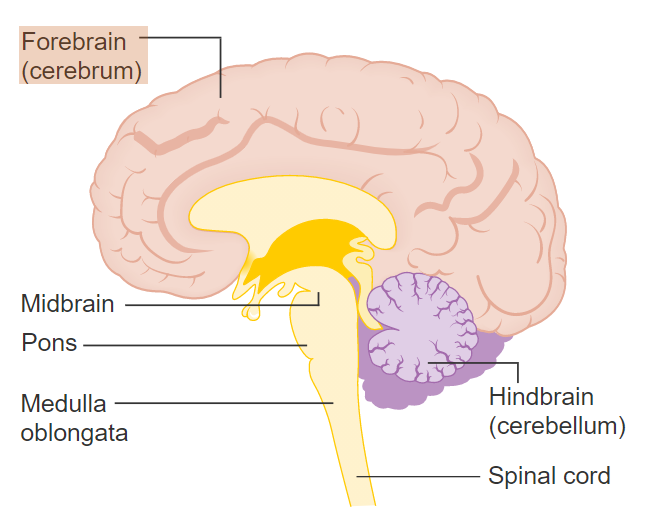 The Forebrain - Subcortical Structures - Wize University Psychology ...