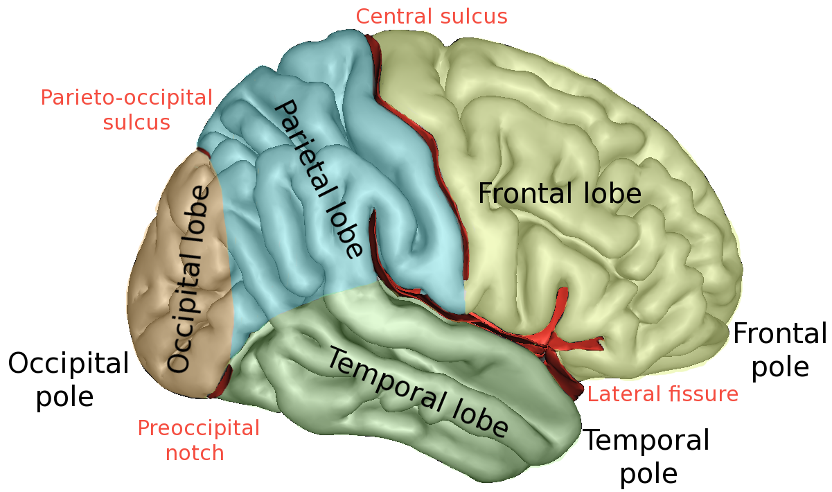 The Forebrain - The Cortex - Wize University Psychology Textbook | Wizeprep