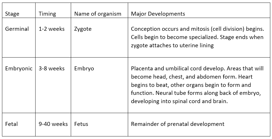 Development of the Nervous System - Wize University Psychology Textbook ...