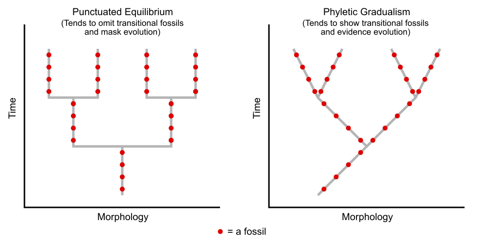 History of the Theory of Evolution - Wize High School Grade 11 Biology ...