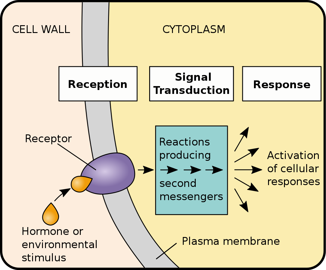 Environmental Effects on Cells - Wize High School Grade 11 Biology ...