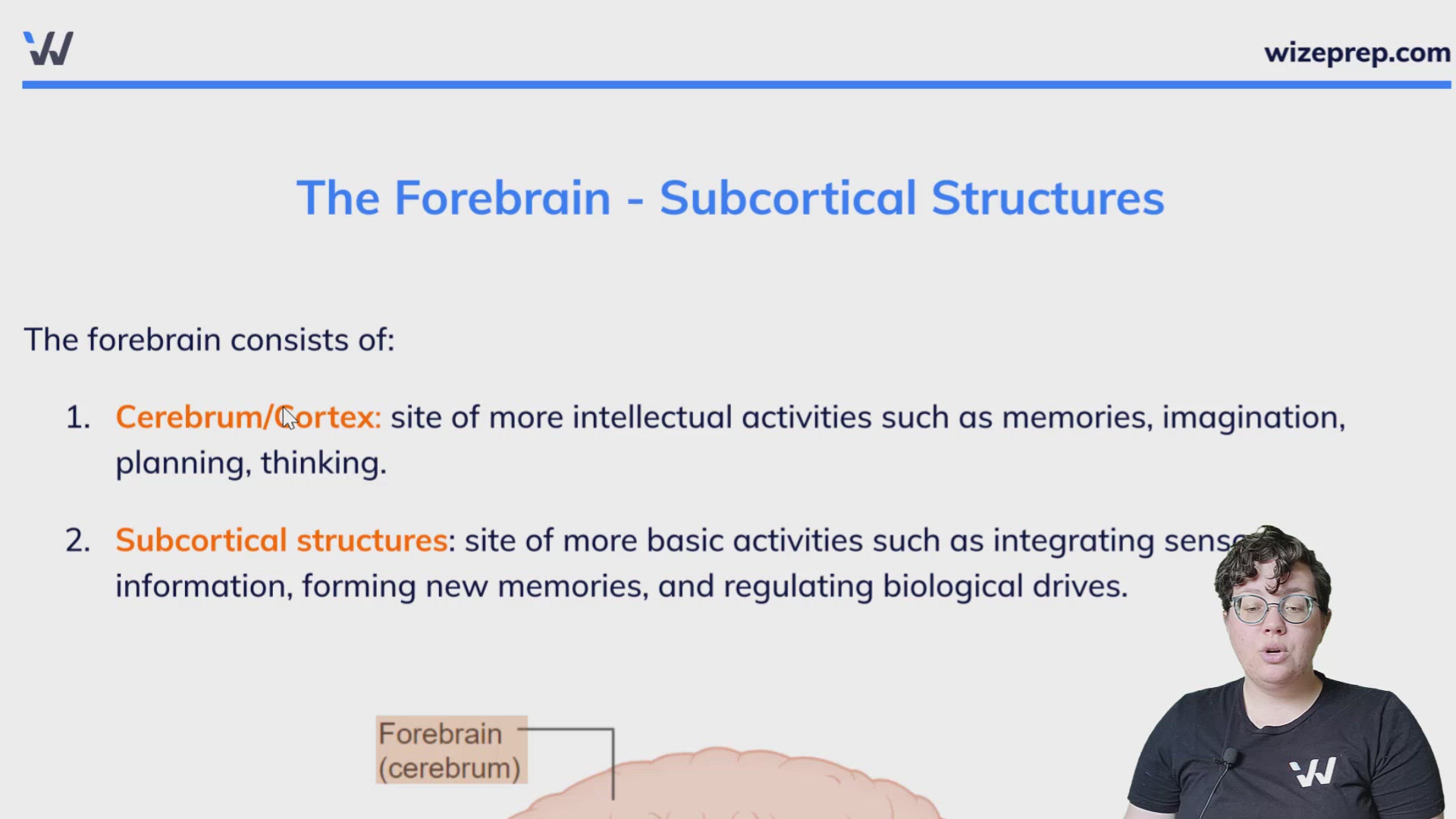 The Forebrain - Subcortical Structures - Wize University Psychology ...
