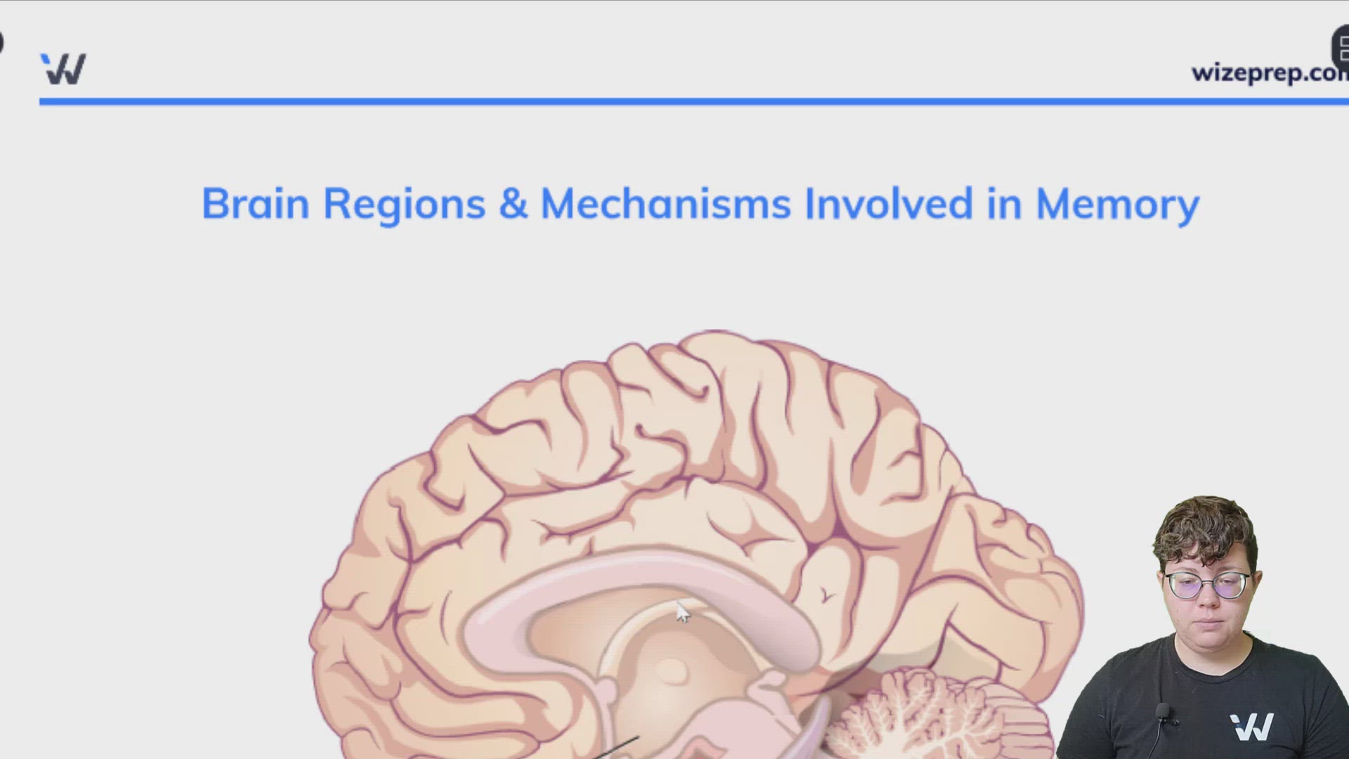 Brain Regions & Mechanisms Involved in Memory - Wize University ...