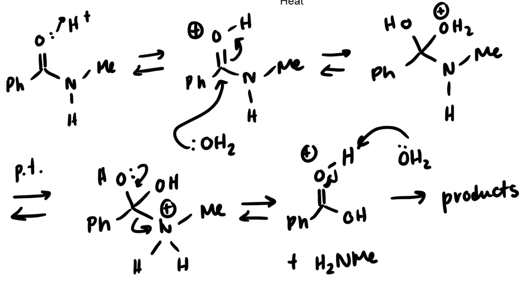 Amides - Wize University Organic Chemistry Textbook | Wizeprep