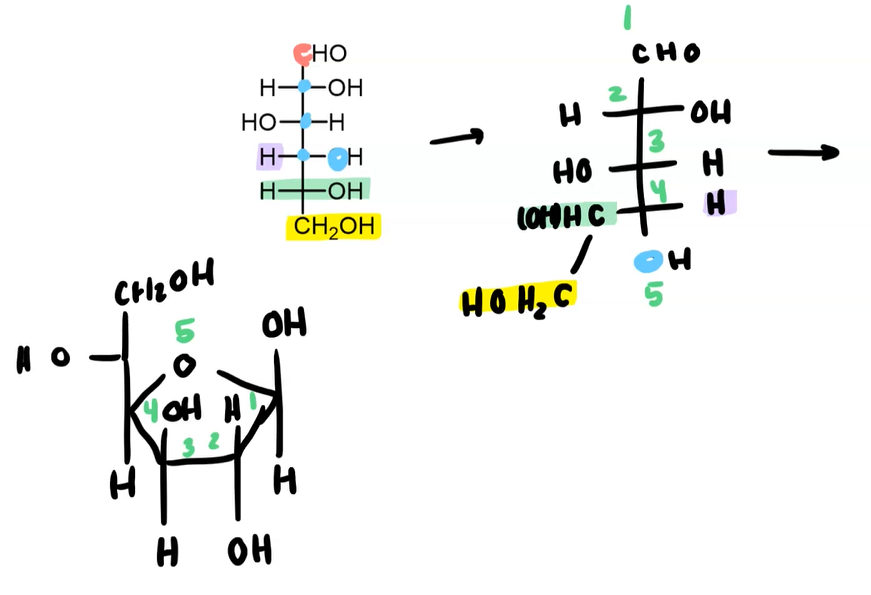 Converting Fischer Structures - Wize University Organic Chemistry ...
