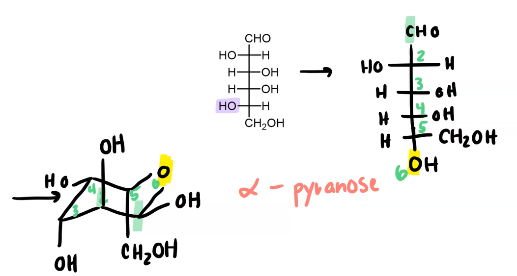 Converting Fischer Structures - Wize University Organic Chemistry ...