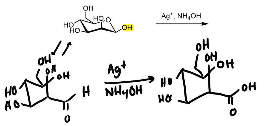 Carbohydrate Reactions - Wize University Organic Chemistry Textbook | Wizeprep
